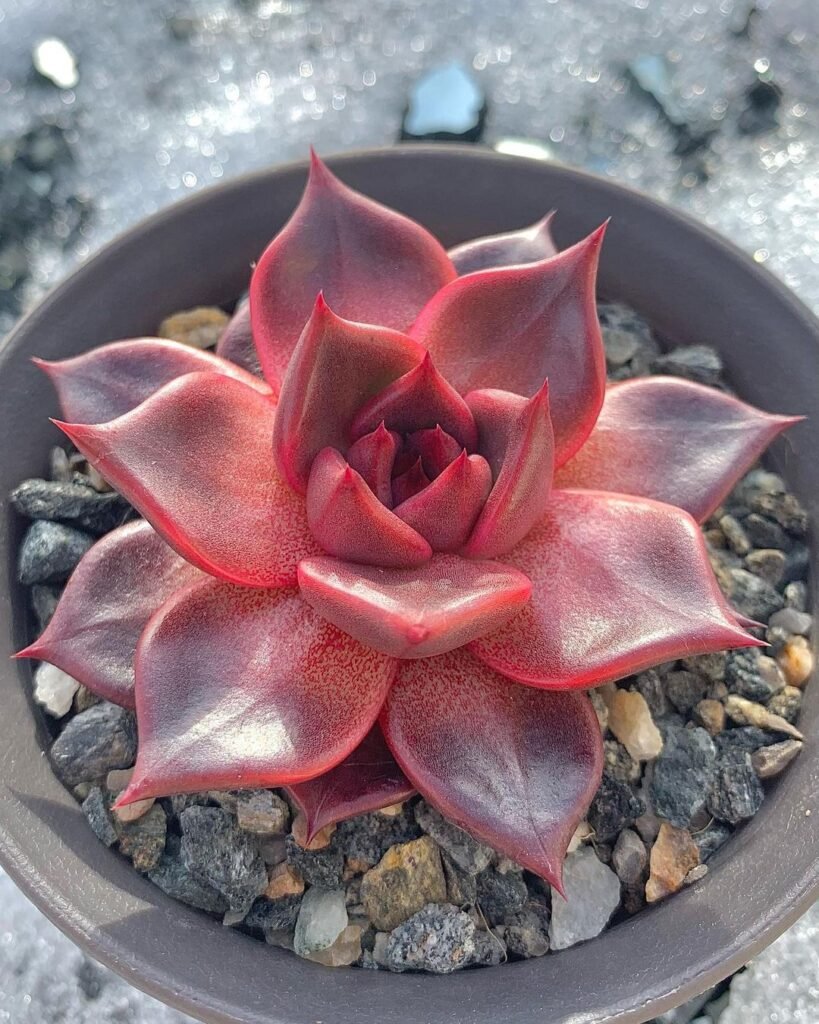 40 Popular Types Of Echeveria Pictorial Guide