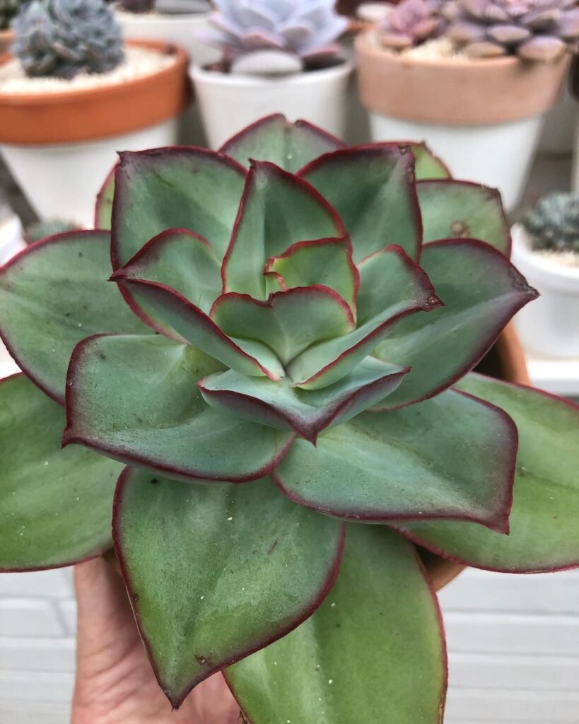 40 Popular Types Of Echeveria Pictorial Guide
