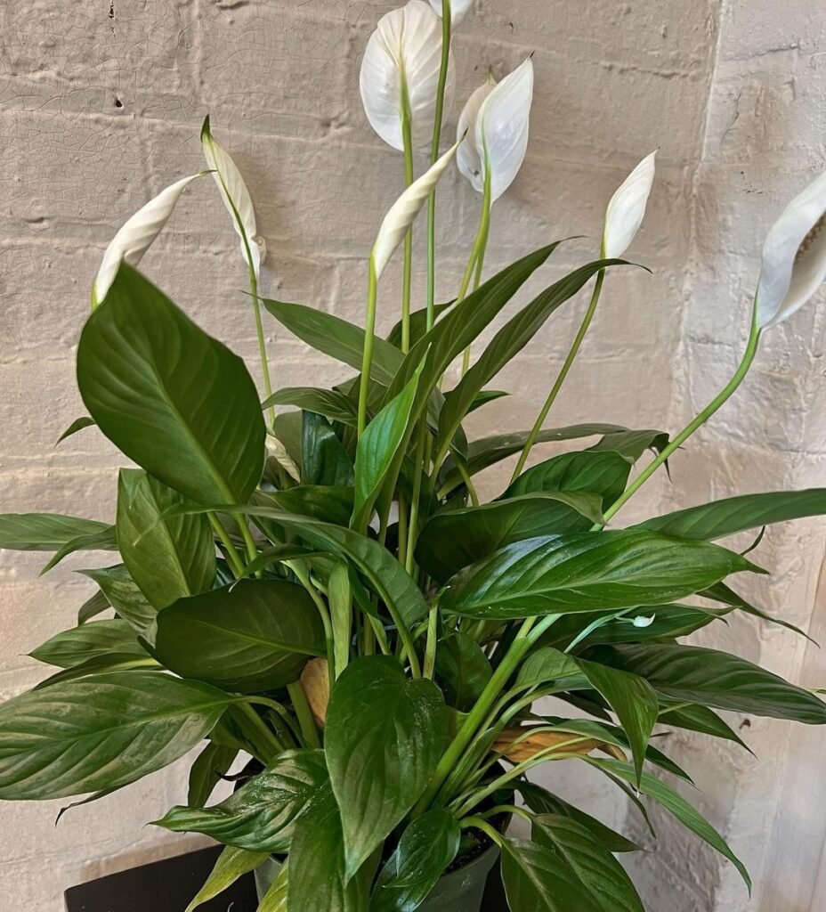 7 Calming Plants For Your Bedroom That Will Help You Sleep Better