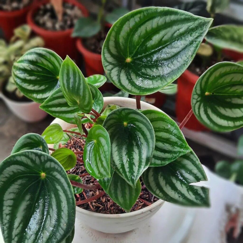 Discover 10 Houseplants That Will Delight You And Your Children