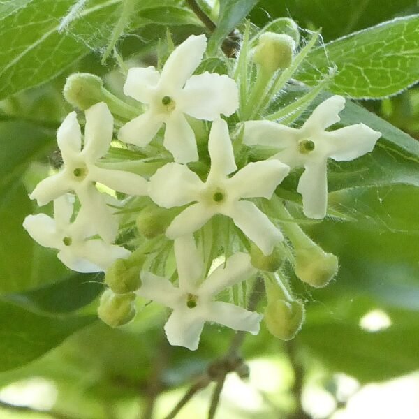 12 Popular Types Of Abelia Pictorial Guide