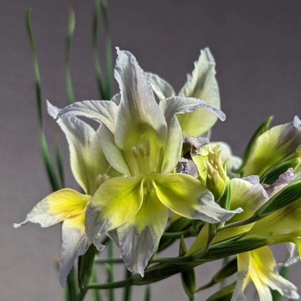30 Popular Types Of Gladiolus Pictorial Guide