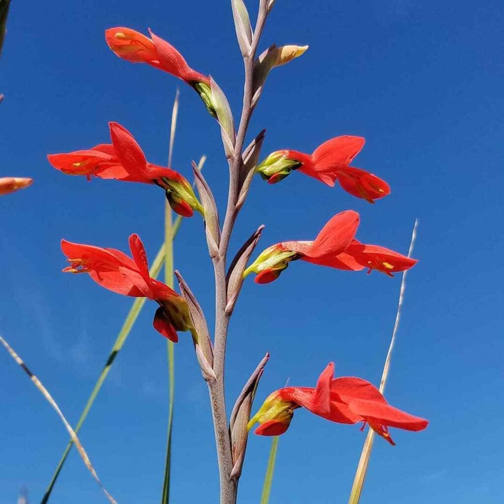 30 Popular Types Of Gladiolus Pictorial Guide