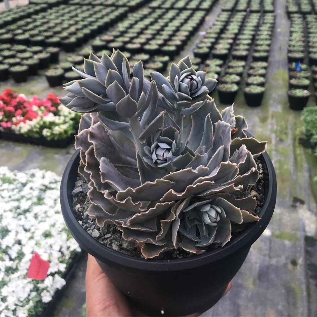 40 Popular Types Of Echeveria Pictorial Guide