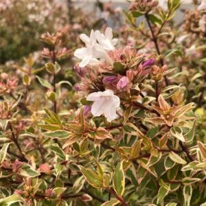 12 Popular Types Of Abelia Pictorial Guide