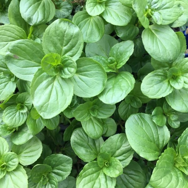 10 Popular Types Of Mentha Plant Pictorial Guide