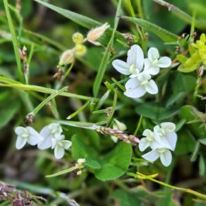 30 Popular Types Of Trifolium Pictorial Guide