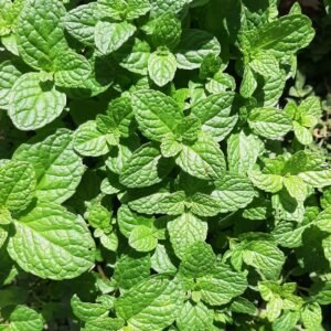 10 Popular Types Of Mentha Plant Pictorial Guide