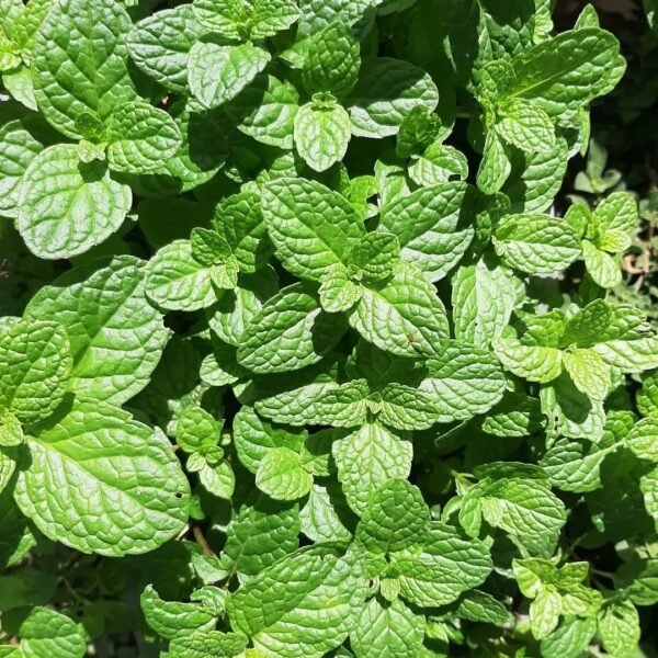 10 Popular Types Of Mentha Plant Pictorial Guide