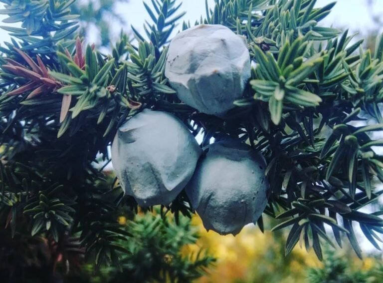 30 Popular Types Of Juniperus Pictorial Guide