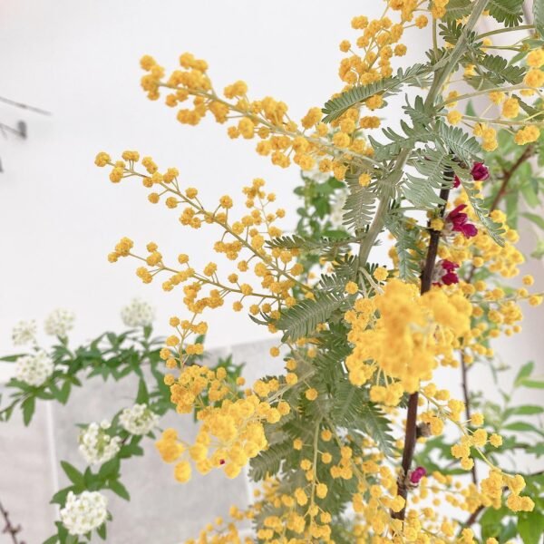 30 Popular Types Of Acacia Pictorial Guide
