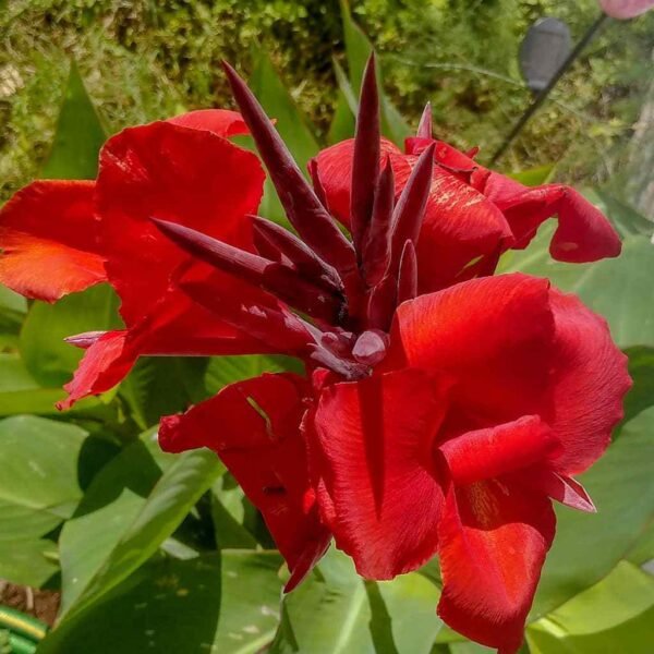 22 Popular Types Of Canna Pictorial Guide