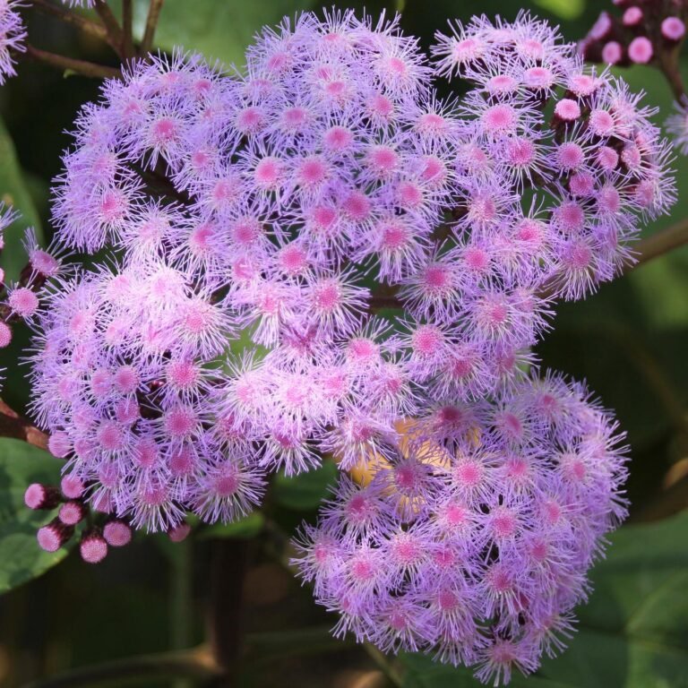 12 Popular Types Of Eupatorium Pictorial Guide