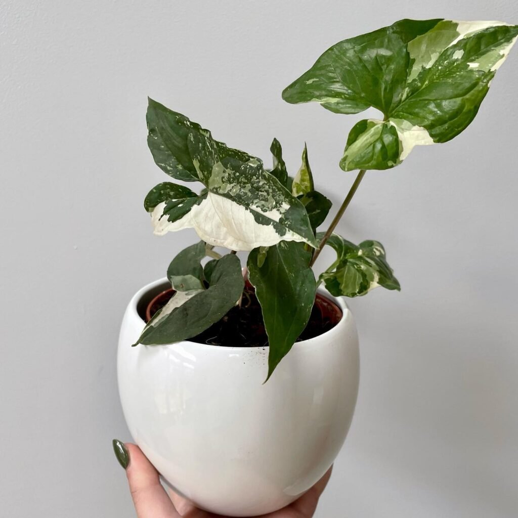 7 Exotic Houseplants To Bring The Tropics Home