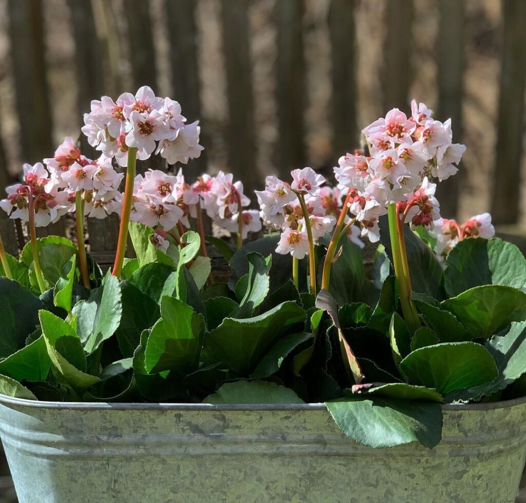 7 Popular Types Of Bergenia Pictorial Guide