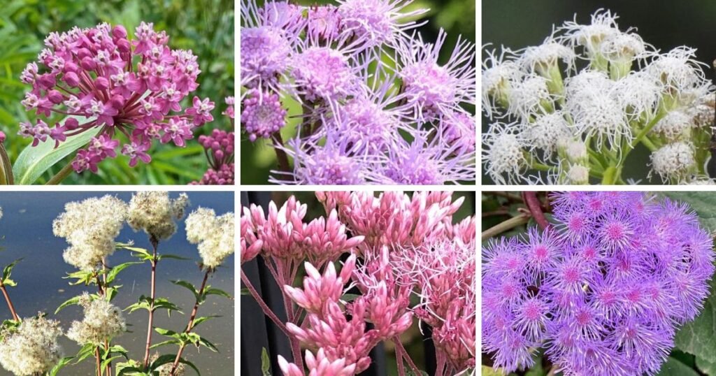 12 Popular Types Of Eupatorium Pictorial Guide