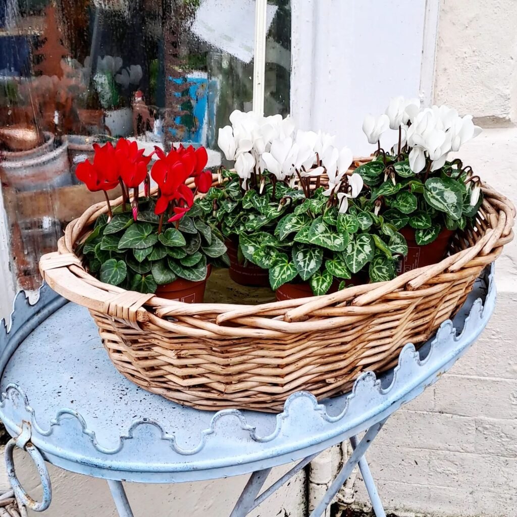 21 Types Of Cyclamen Pictorial Guide