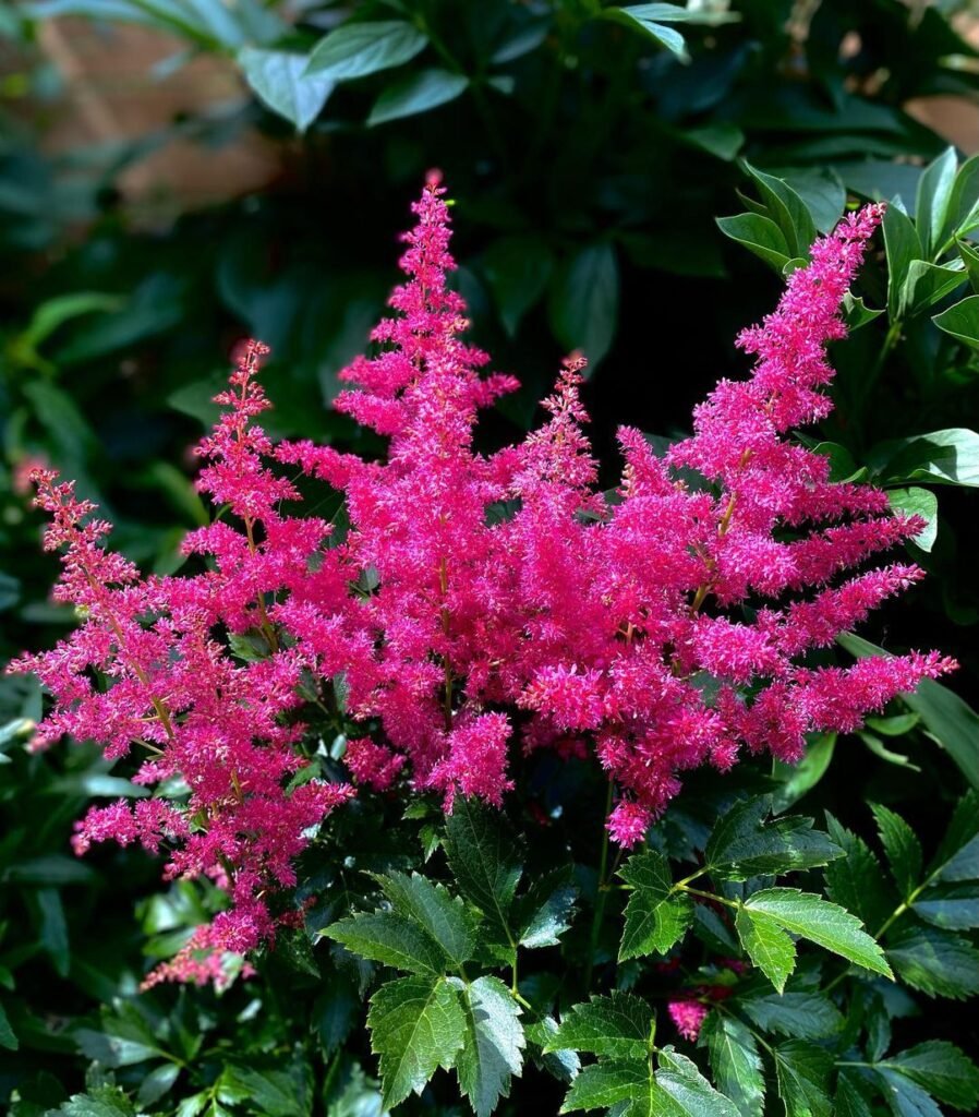 20 Popular Types Of Astilbe Pictorial Guide