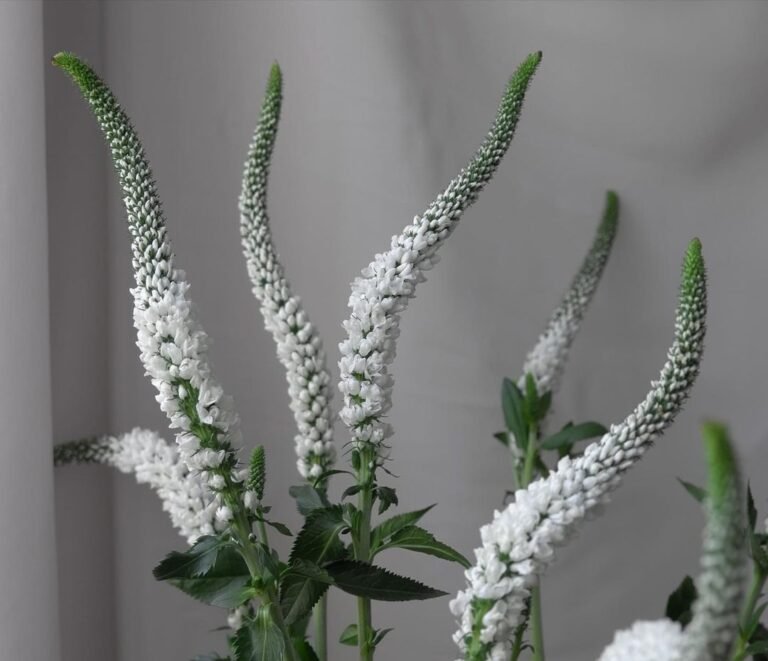30 Popular Types Of Veronica Pictorial Guide
