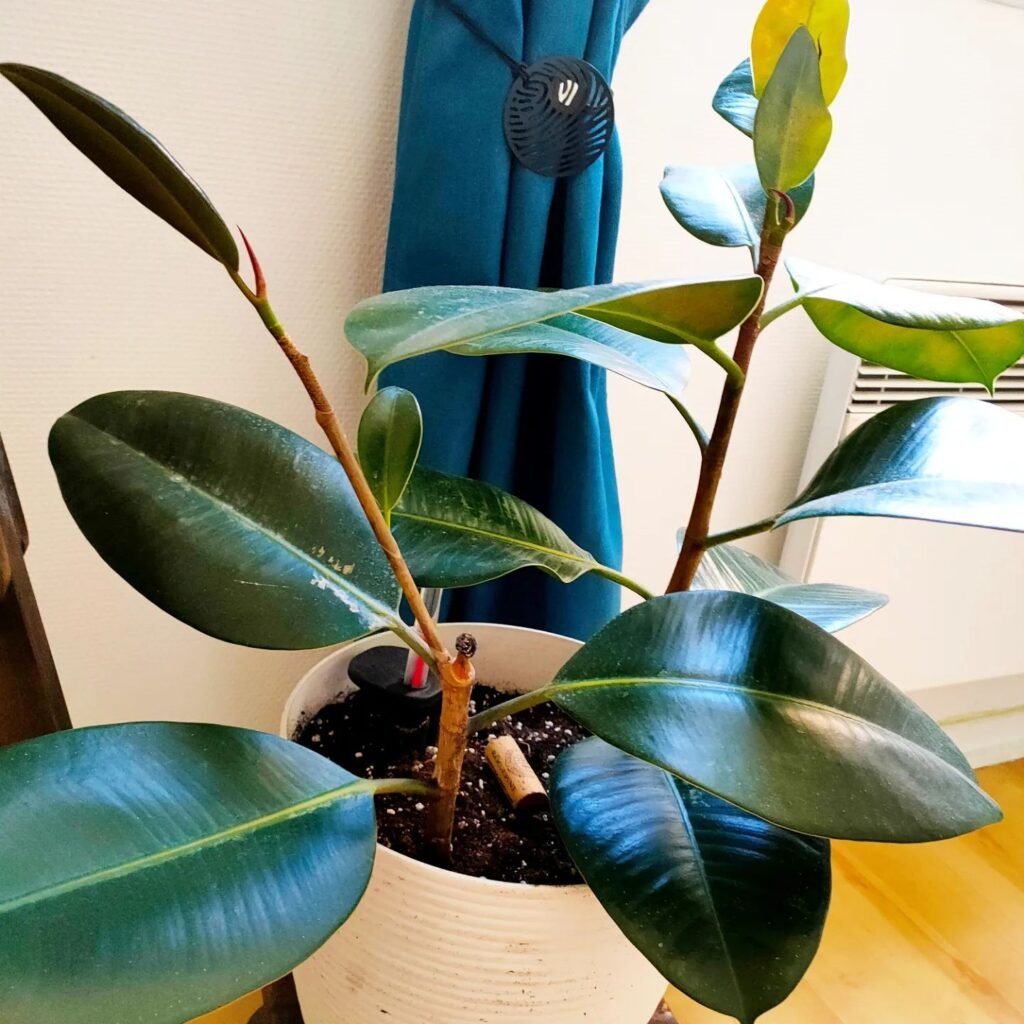Ficus Elastica: The Sustainable And Eco-Friendly Plant Choice