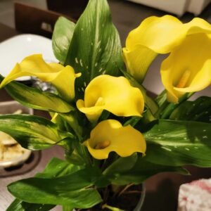 18 Popular Types Of Arum Pictorial Guide
