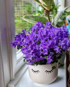 20 Popular Types Of Campanula Pictorial Guide