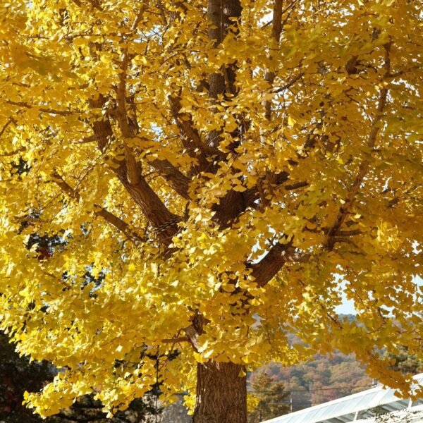 30 Popular Types Of Acer Pictorial Guide