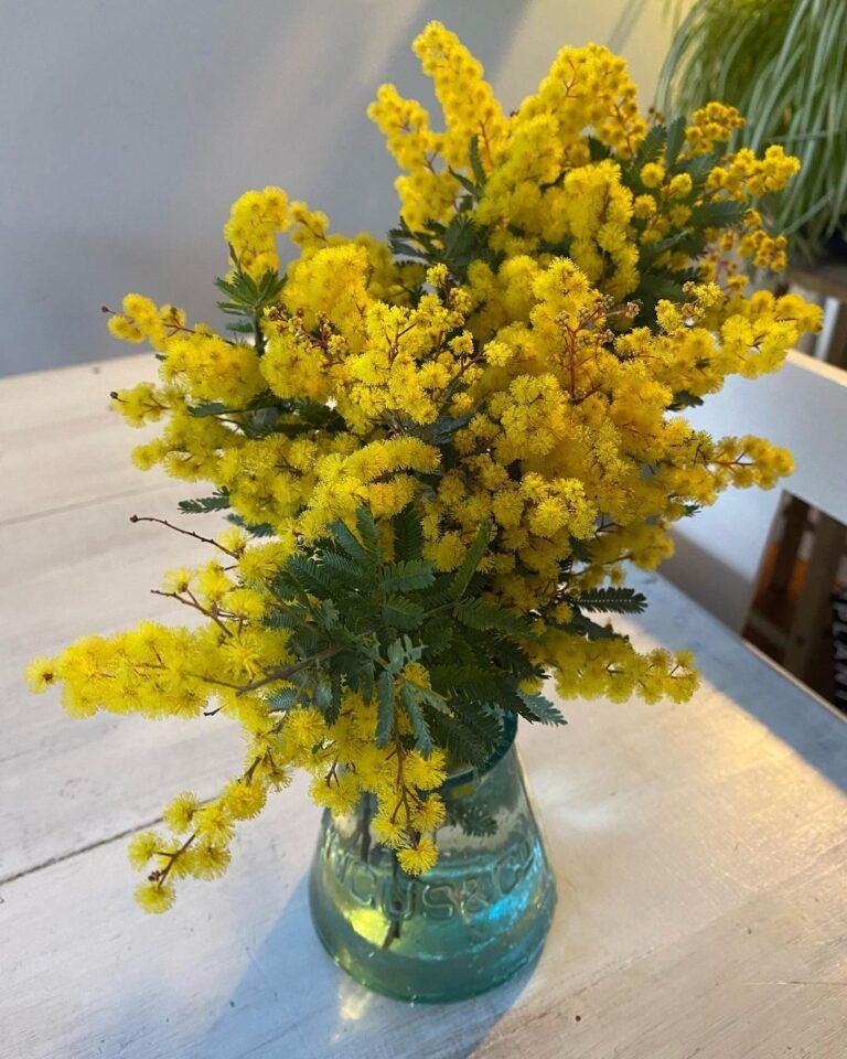 30 Popular Types Of Acacia Pictorial Guide