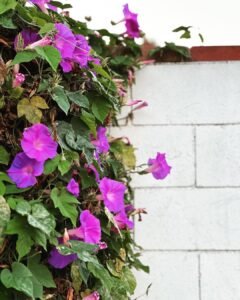 30 Popular Types Of Ipomoea Pictorial Guide