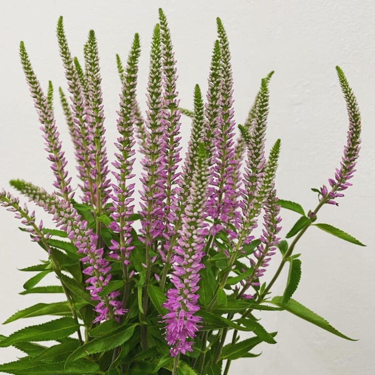30 Popular Types Of Veronica Pictorial Guide