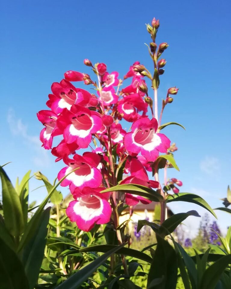 30 Popular Types Of Penstemon Pictorial Guide