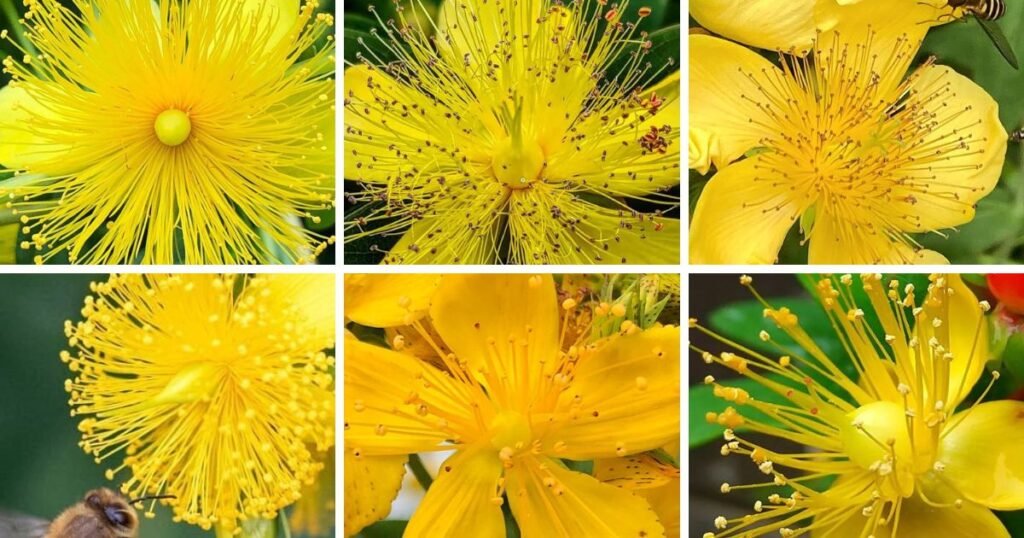30 Popular Types Of Hypericum Pictorial Guide