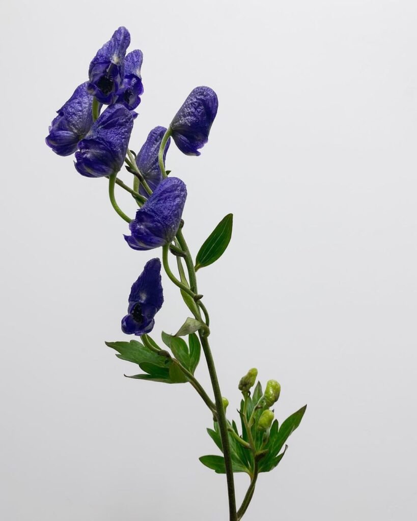 15 Popular Types Of Aconitum Pictorial Guide