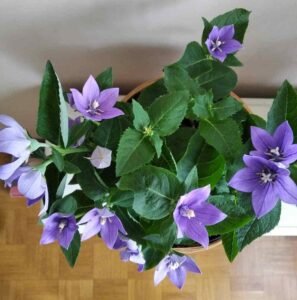 20 Popular Types Of Campanula Pictorial Guide