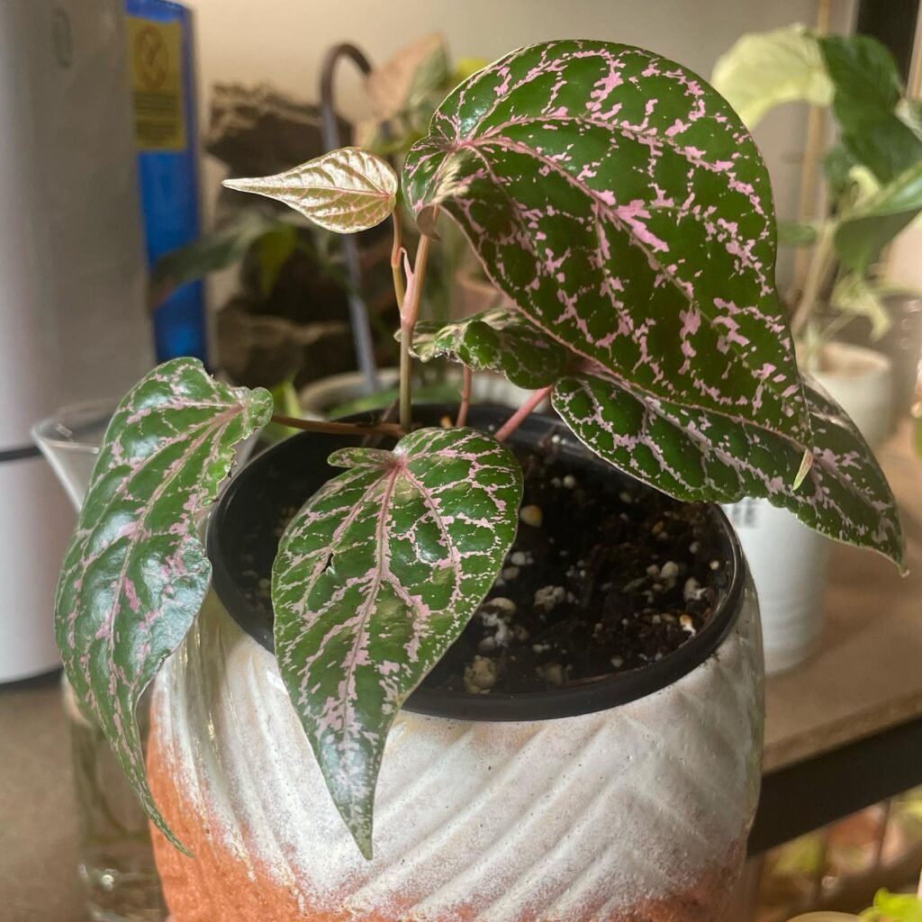 7 Exotic Houseplants To Bring The Tropics Home