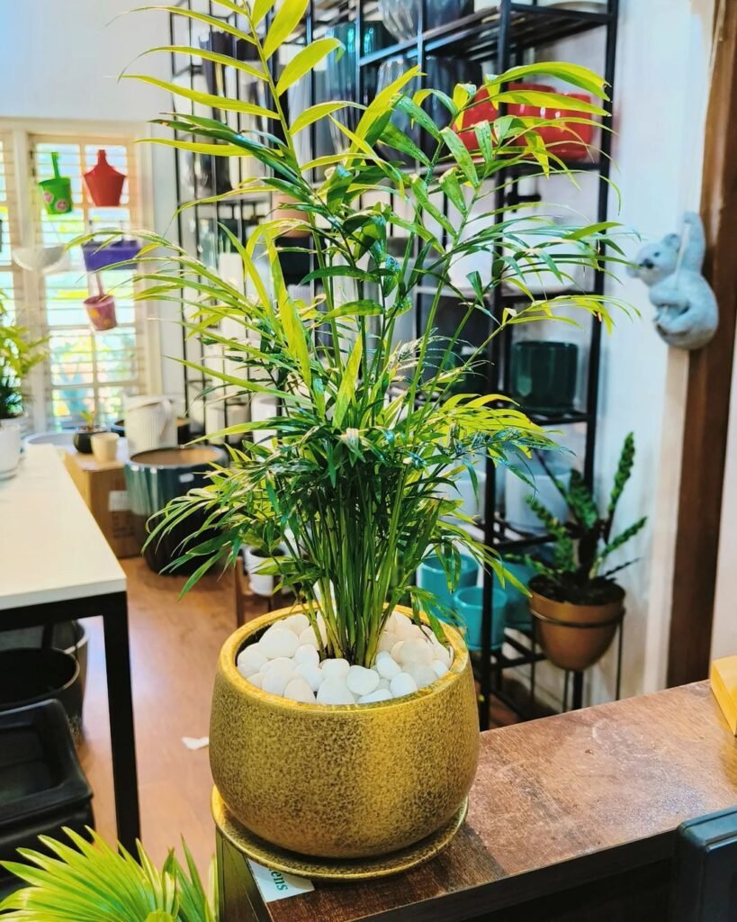 Uncover The Intriguing Past And Symbolism Of The Parlour Palm!