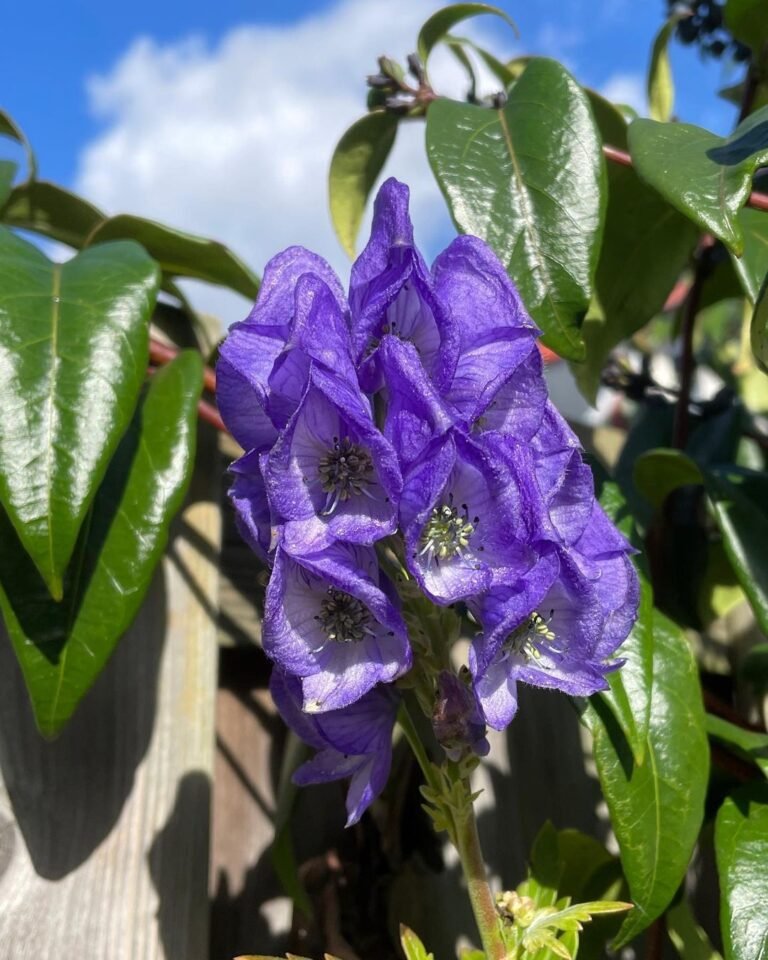 15 Popular Types Of Aconitum Pictorial Guide