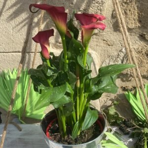 18 Popular Types Of Arum Pictorial Guide