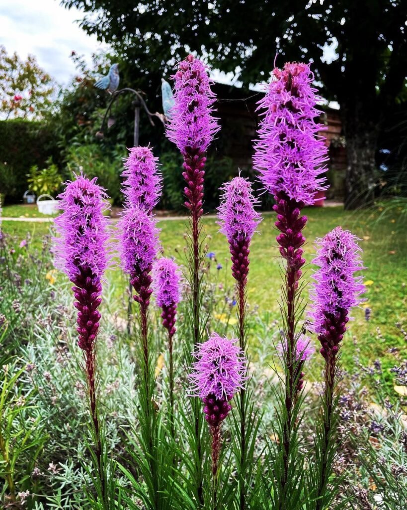 15 Popular Types Of Liatris Pictorial Guide