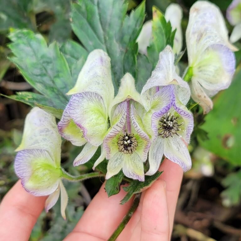 15 Popular Types Of Aconitum Pictorial Guide