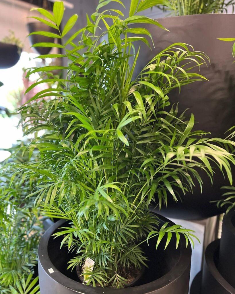 Indoor Plant Watering 101: Expert Dos and Don'ts Guide