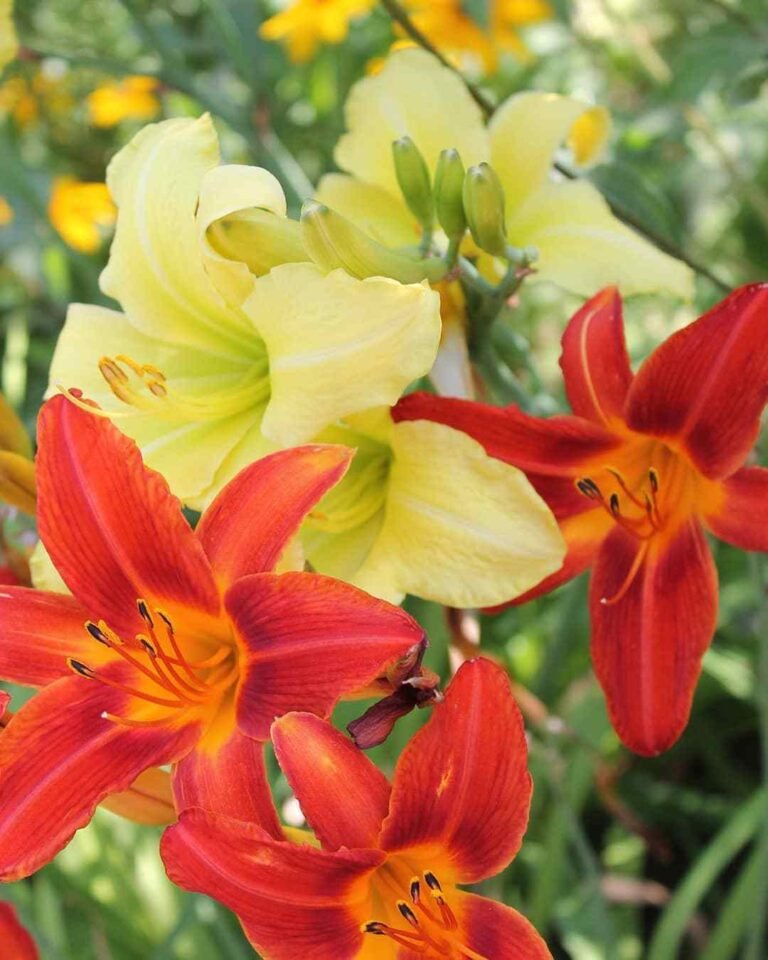 15 Popular Types Of Hemerocallis Pictorial Guide