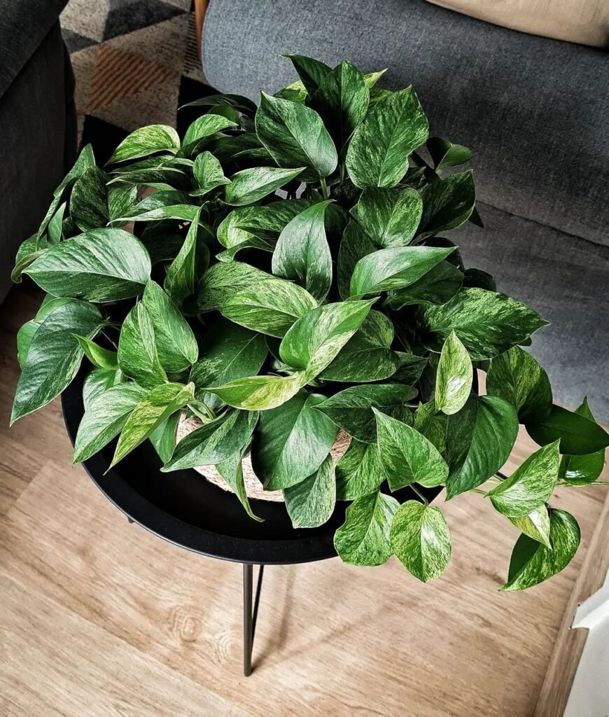 Epipremnum Aureum Benefits