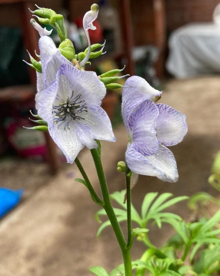 15 Popular Types Of Aconitum Pictorial Guide
