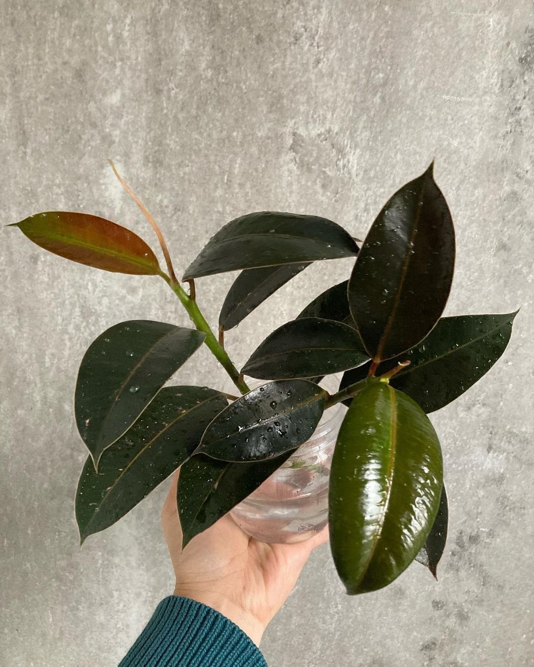 Ficus Elastica: The Sustainable And Eco-Friendly Plant Choice
