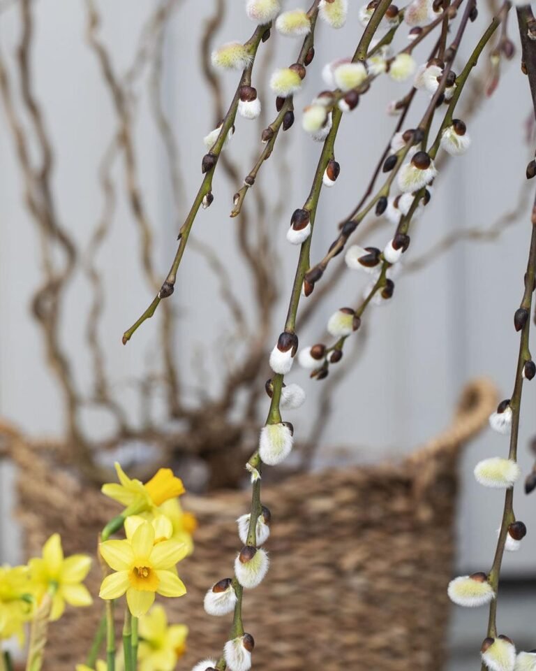 20 Popular Types Of Salix Pictorial Guide