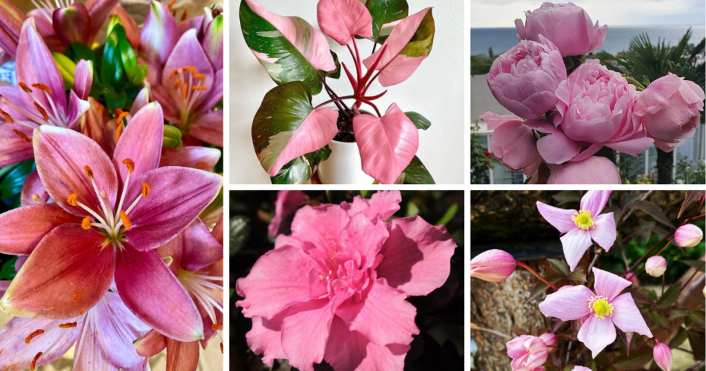 Pink Flowering Plants: A Beautiful Addition To Your Garden
