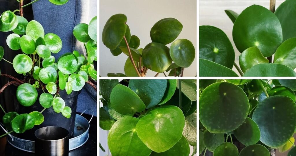 The Captivating Story Of The Chinese Money Plant