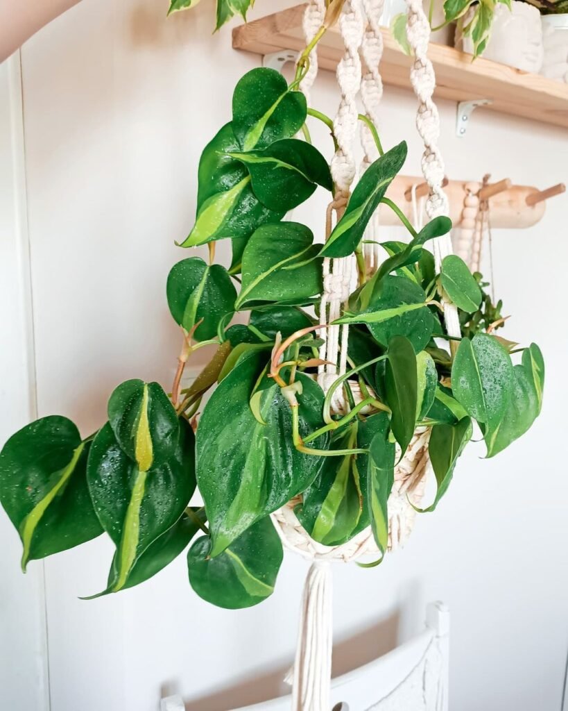 22 Super Cool Houseplants You Need In Your Collection