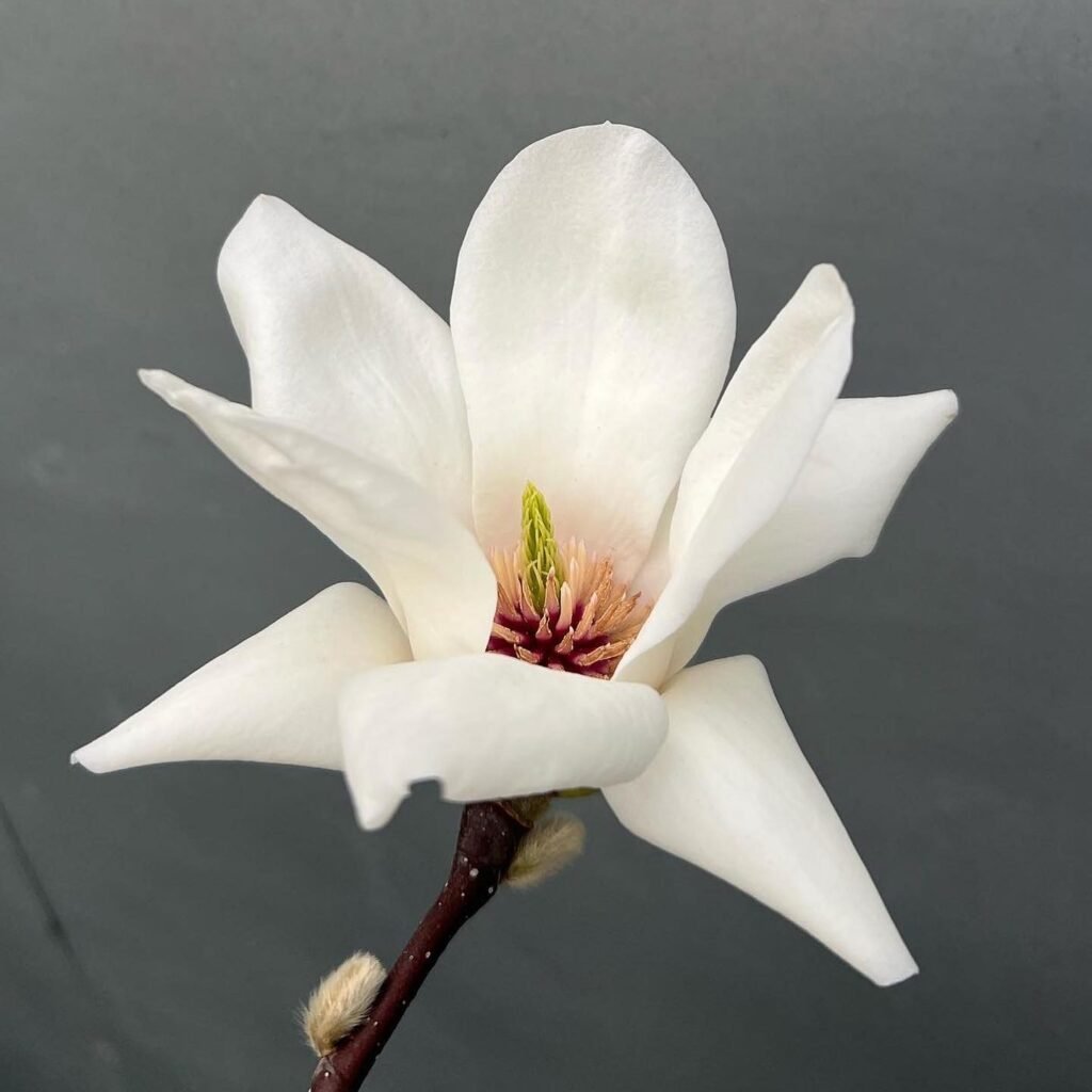 30 Popular Types Of Magnolia Pictorial Guide